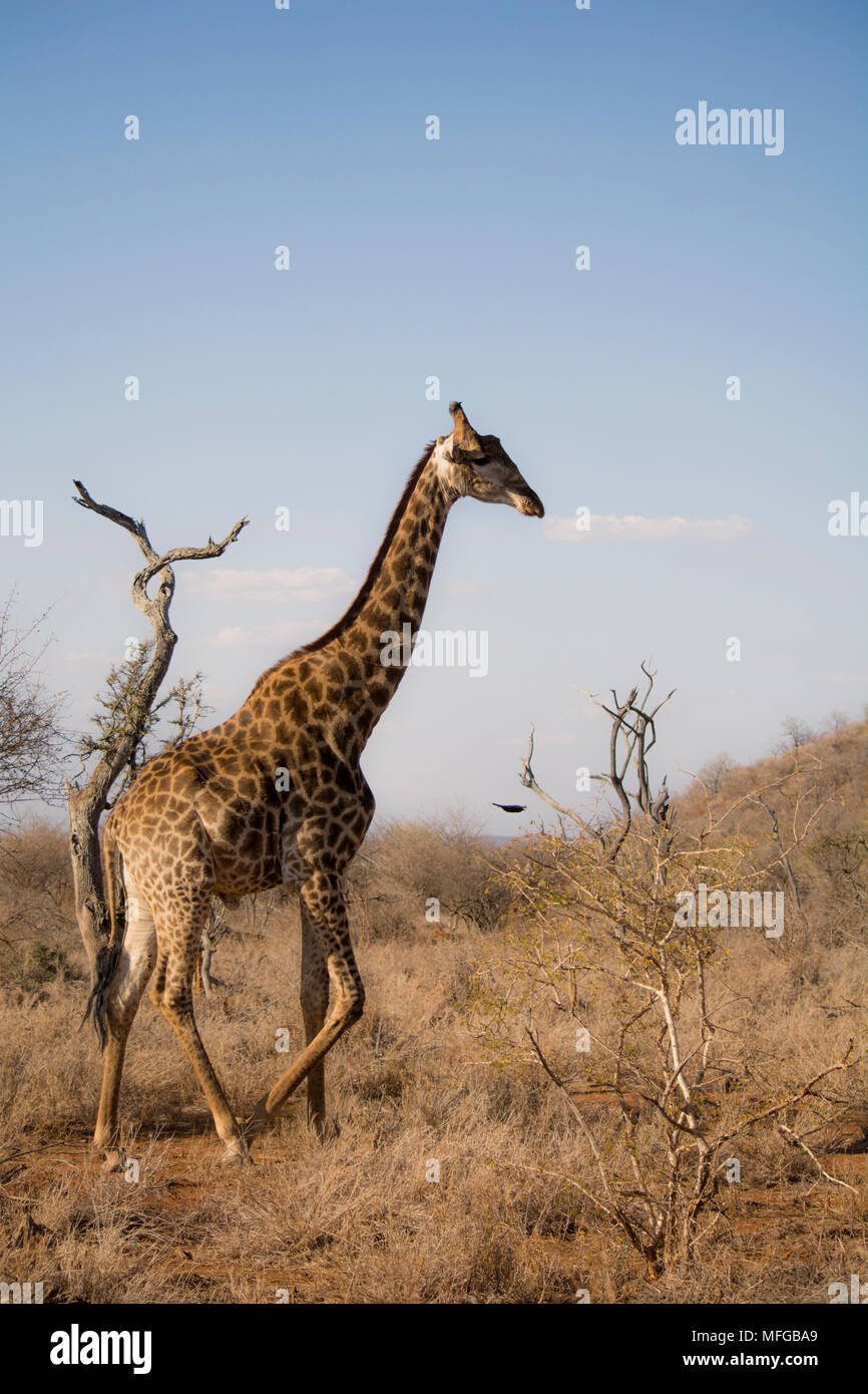 wild giraffe against african backdrop Stock Photo - Alamy