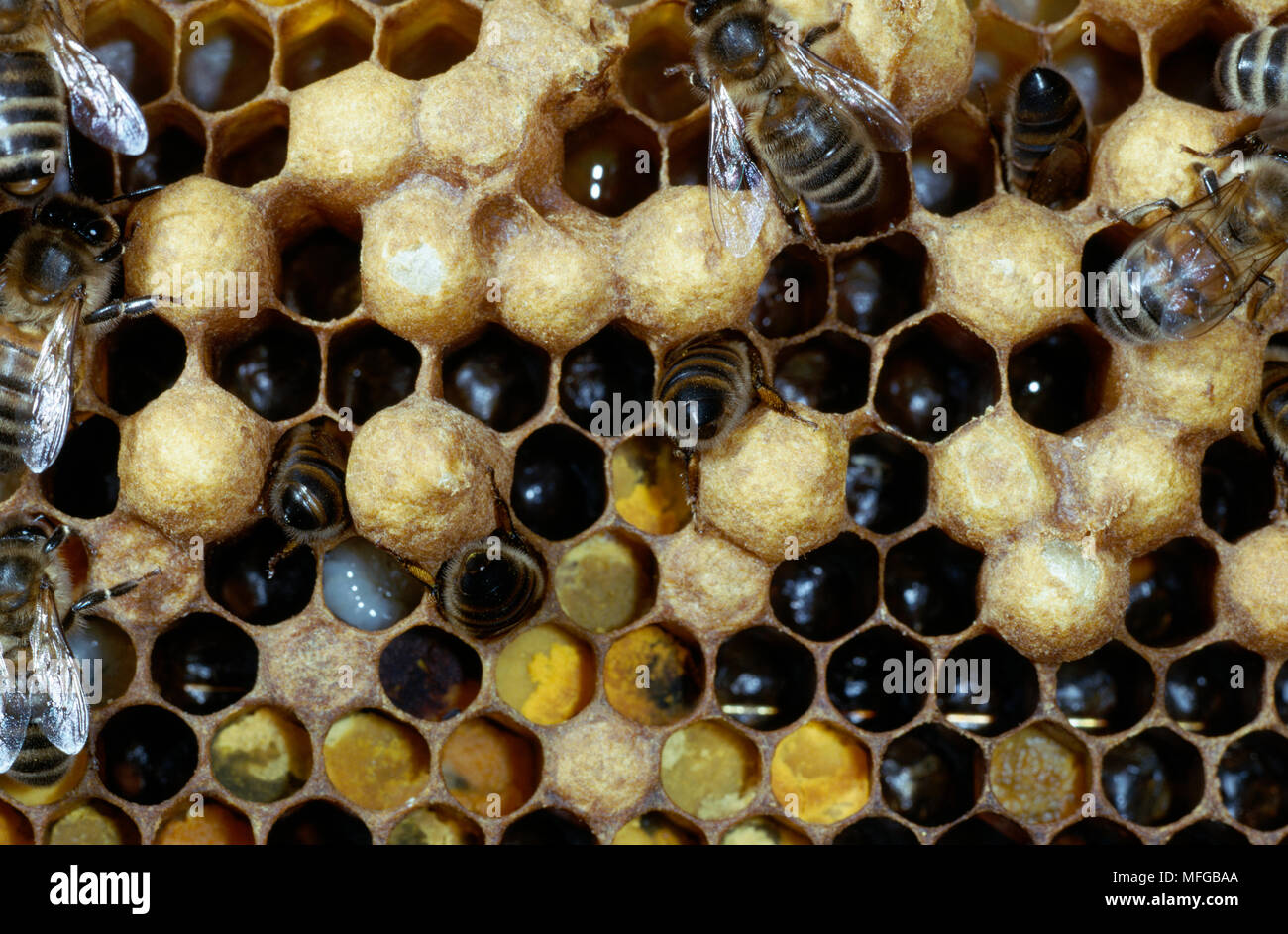 Pollen honeycomb cells brood hi-res stock photography and images - Alamy