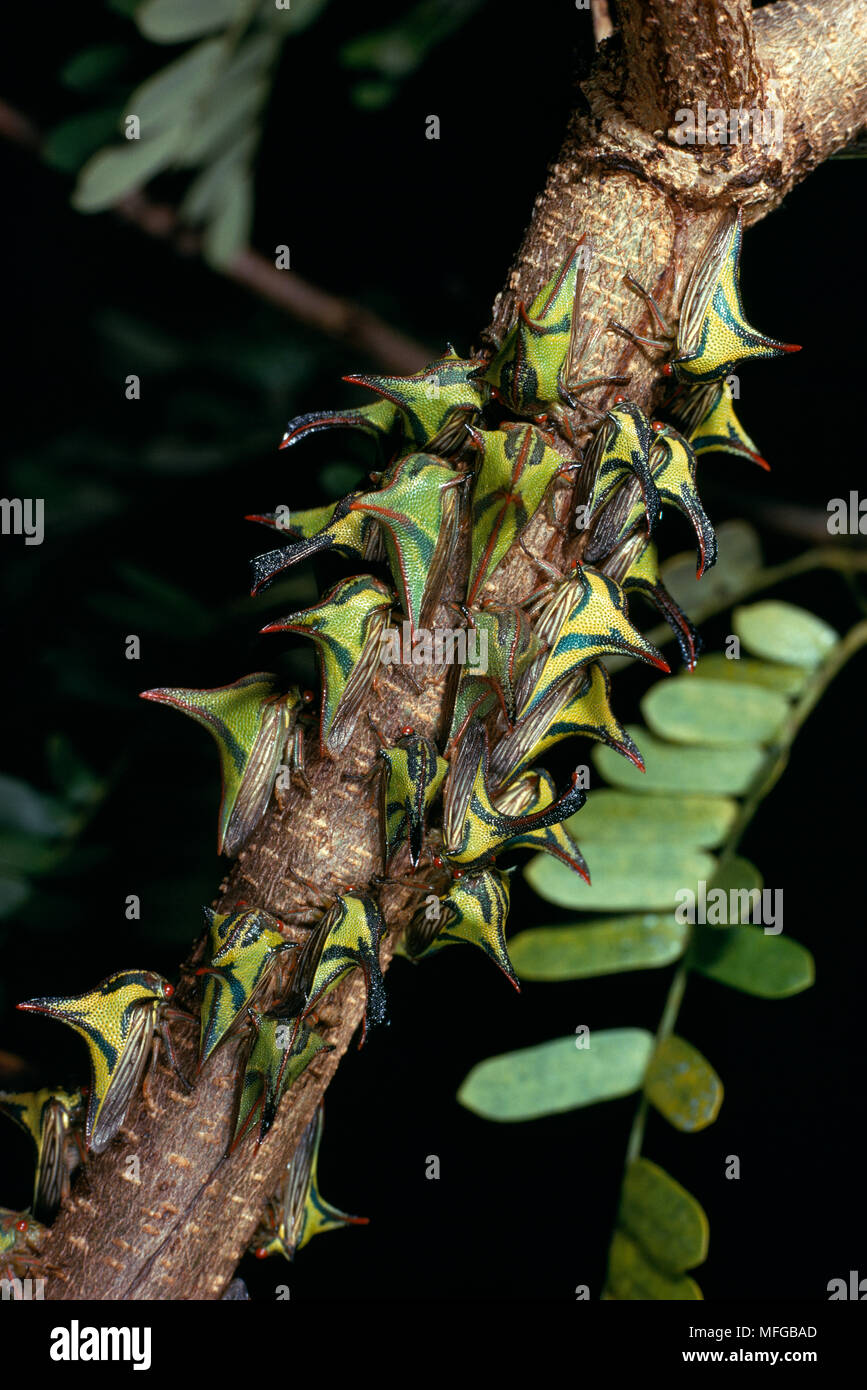 THORN BUGS or TREEHOPPERS Umbonia crassicornus Florida, south eastern ...