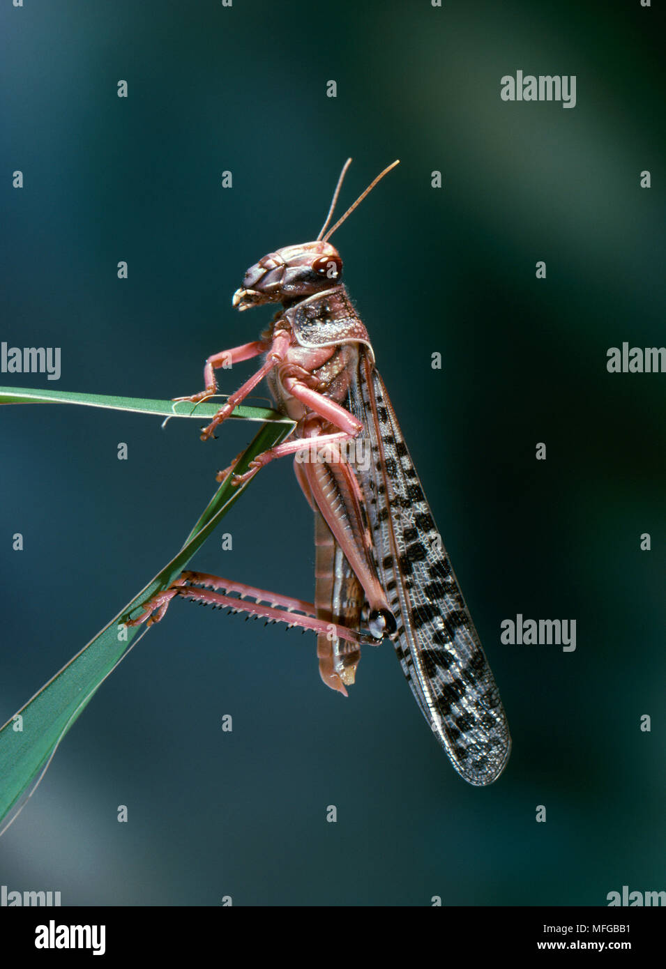 Swarm of locusts africa hi-res stock photography and images - Alamy