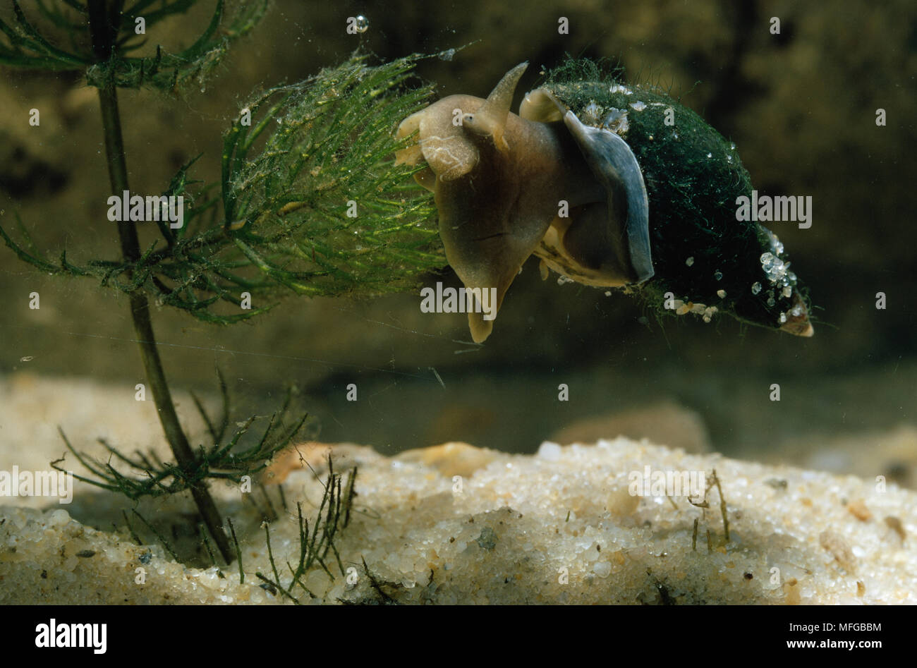 Lymnaea stagnalis pond hi-res stock photography and images - Alamy