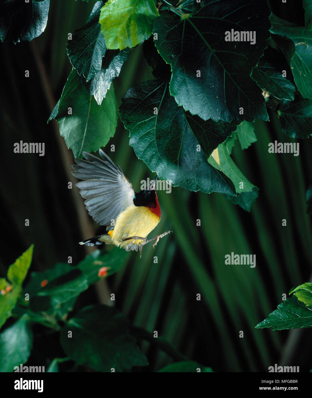 Sunbird flight hi-res stock photography and images - Alamy