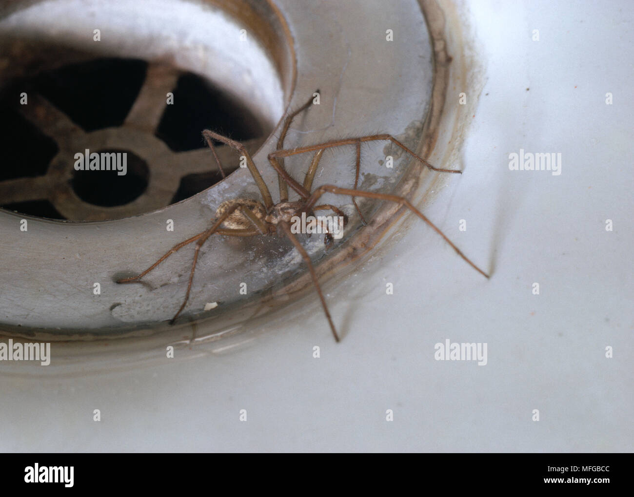 European house spiders hi-res stock photography and images - Alamy