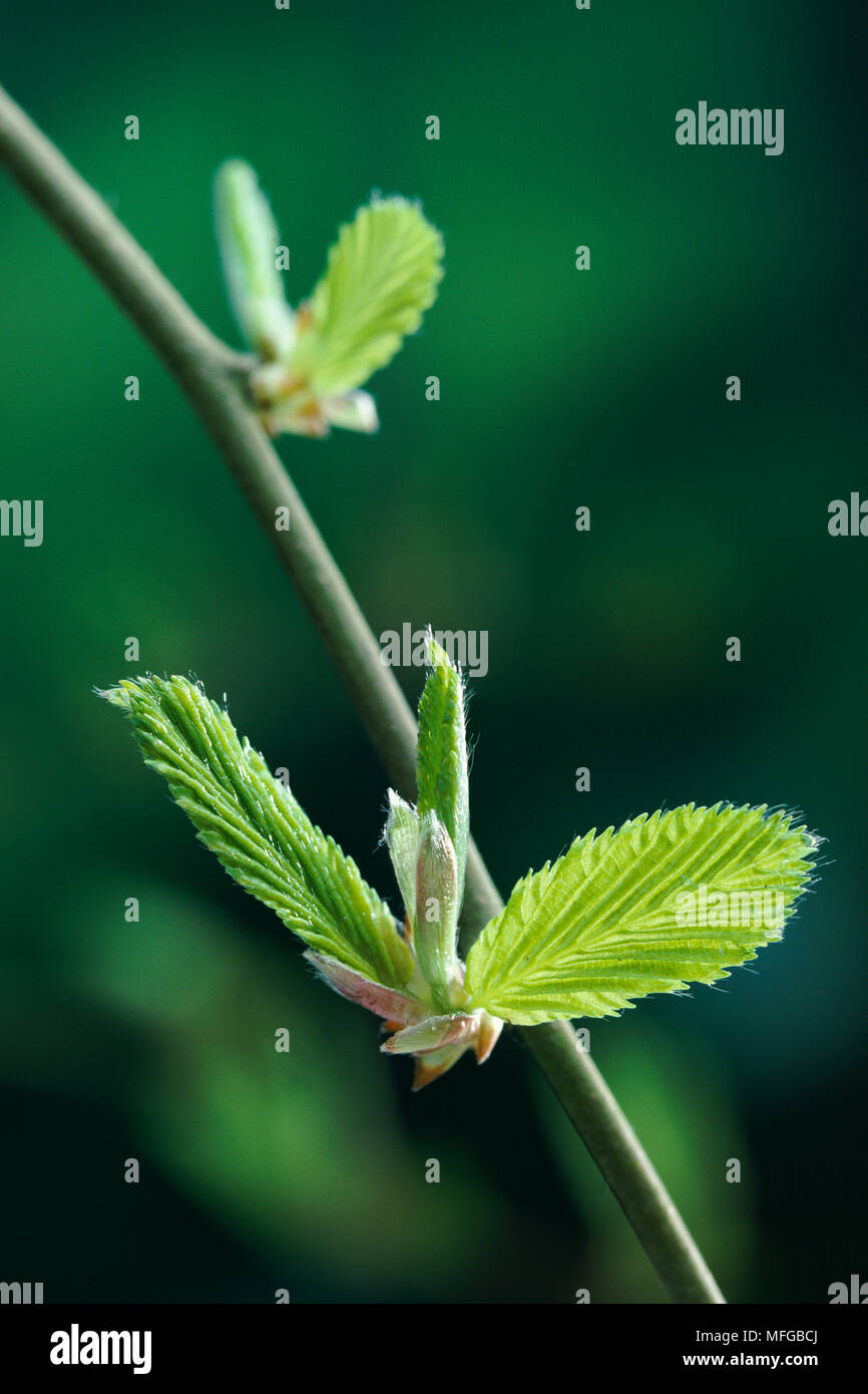 HAZEL Spring Corylus avellana new foliage, detail Stock Photo - Alamy