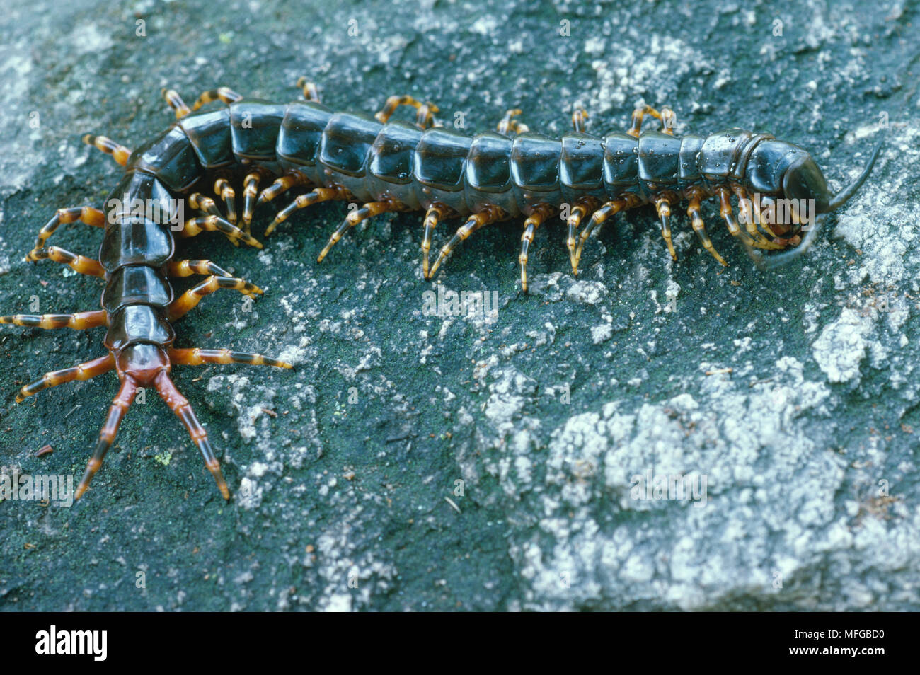GIANT CENTIPEDE (length 30cm) Scolopendra gigantea Venezuela, South ...