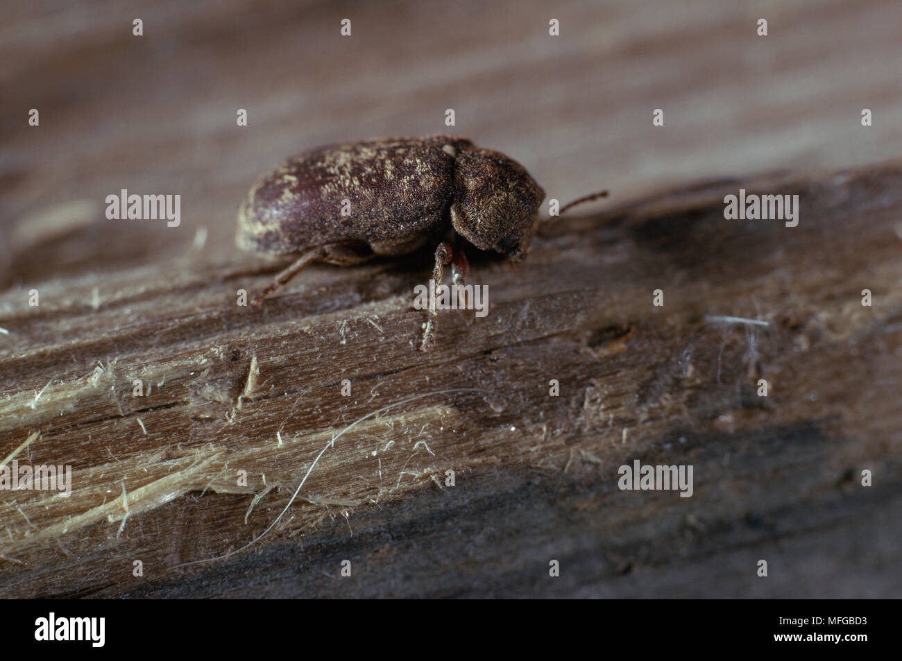 Death watch beetle hi-res stock photography and images - Alamy