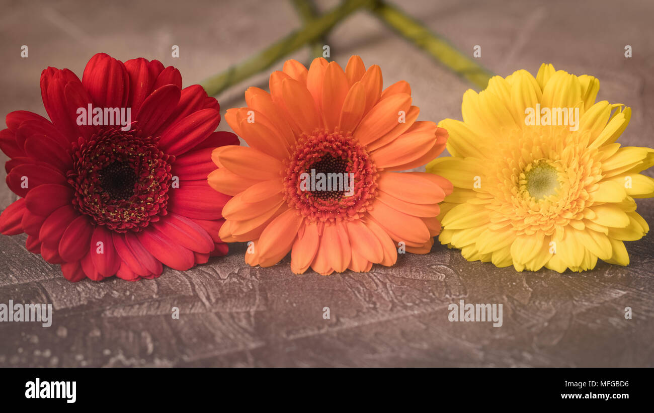 Beautiful gerberas, colourful daisies on the dark background, isolated ...