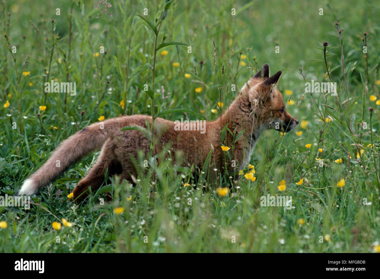 EUROPEAN RED FOX Vulpes vulpes young, in meadow Stock Photo - Alamy