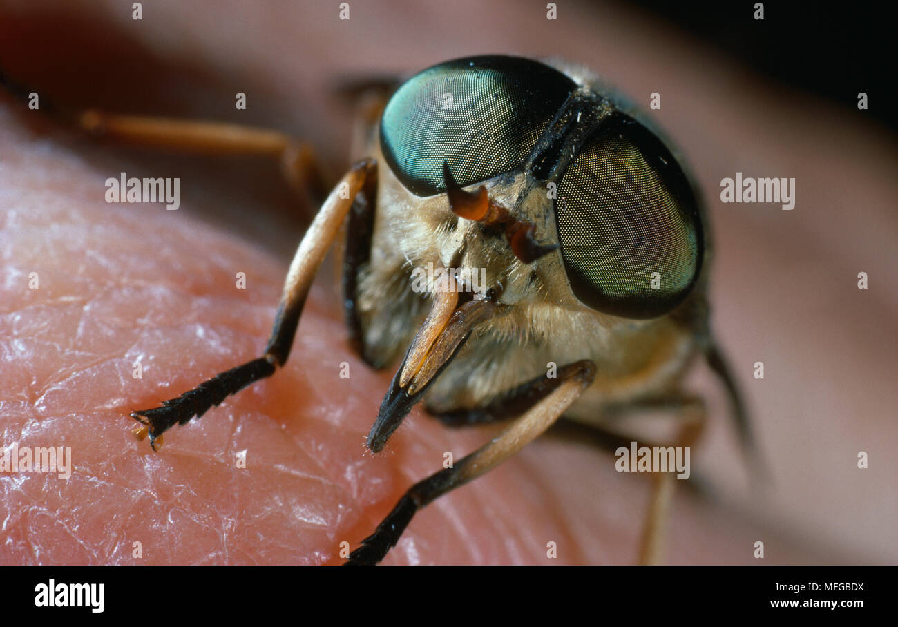 Horsefly Mouthparts