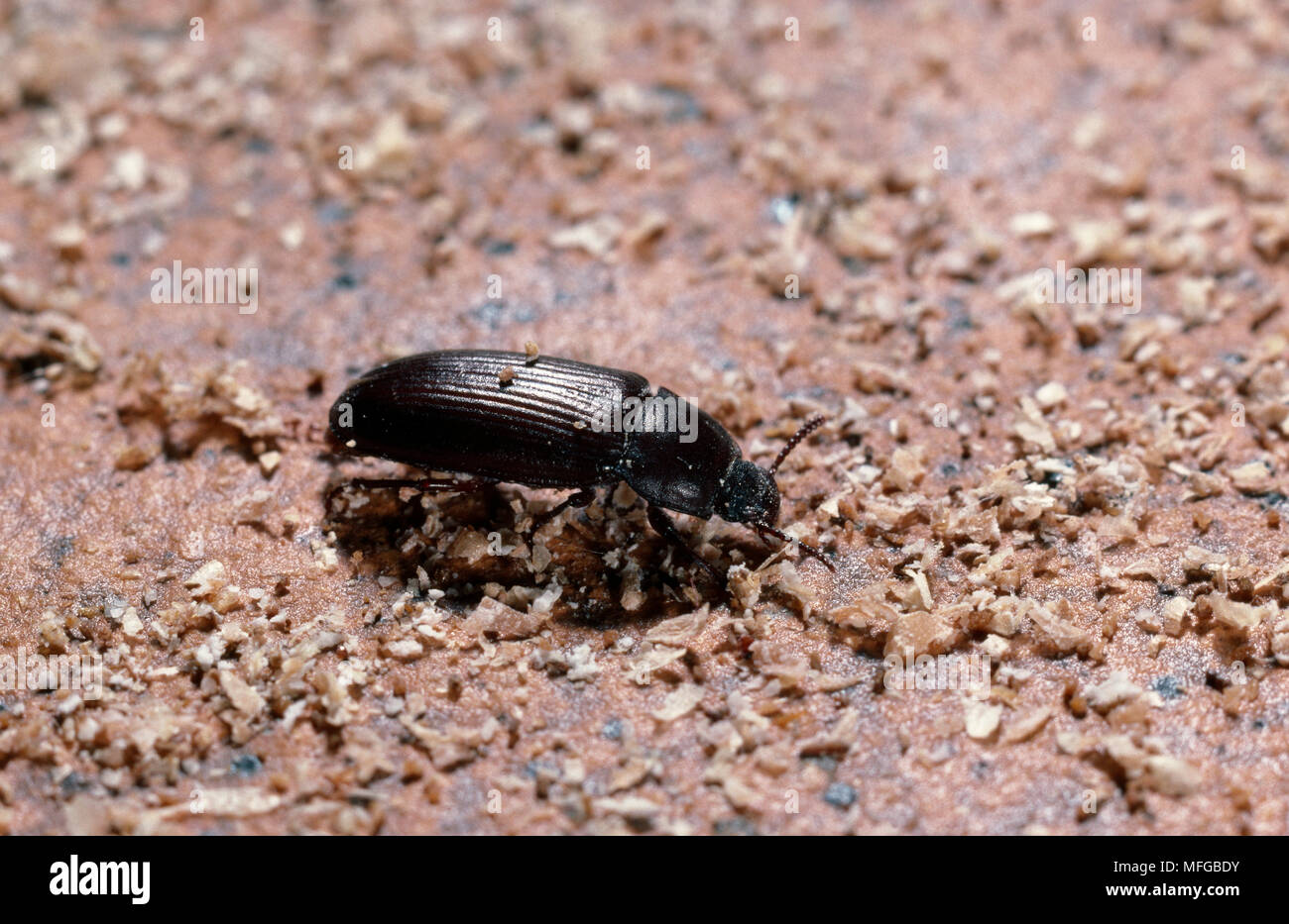 Mealworm beetles hi-res stock photography and images - Alamy
