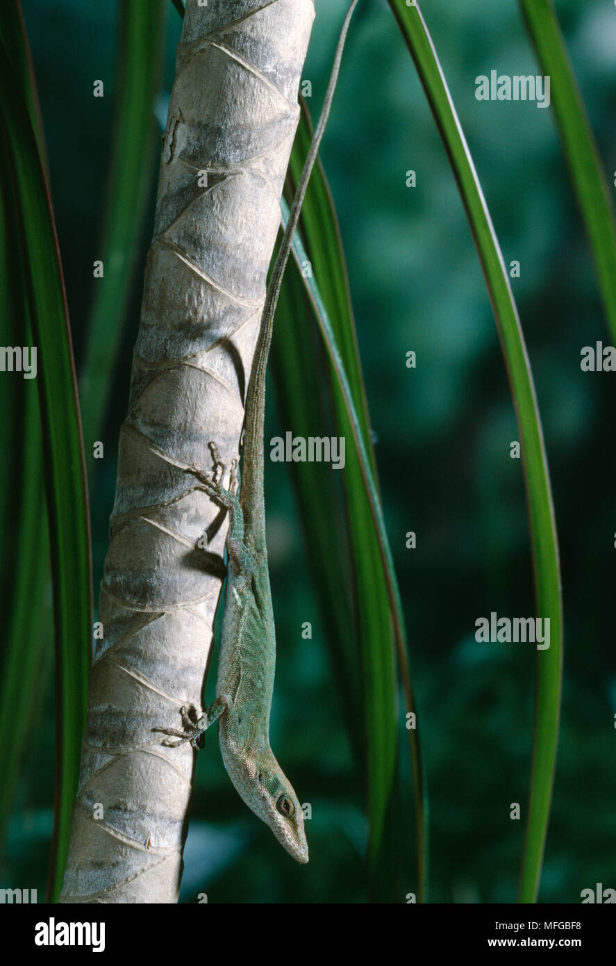 COMMON AMERICAN ANOLE LIZARD Anolis carolinensis Stock Photo - Alamy