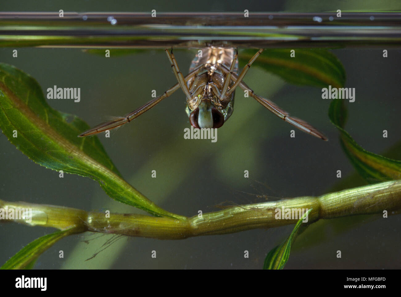 WATER BOATMAN Notonecta sp. breathing at water surface Stock Photo - Alamy