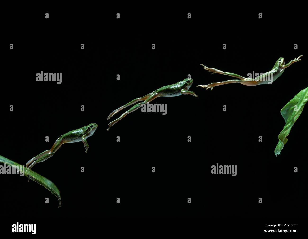 Frog jumping sequence hi-res stock photography and images - Alamy