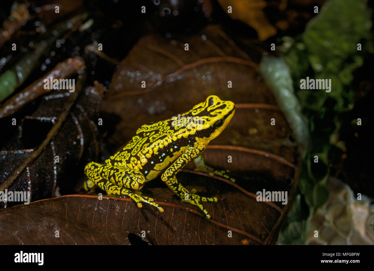 Atelopus cruciger hi-res stock photography and images - Alamy