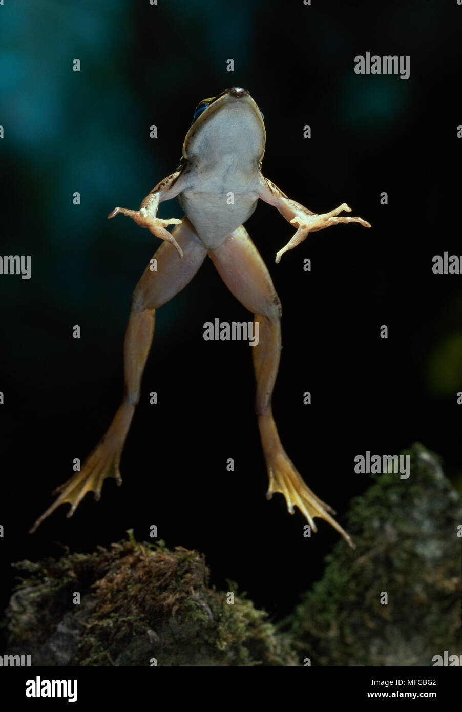 AFRICAN SHARP-SNOUTED FROG Rana mascareniensis leaping Stock Photo - Alamy