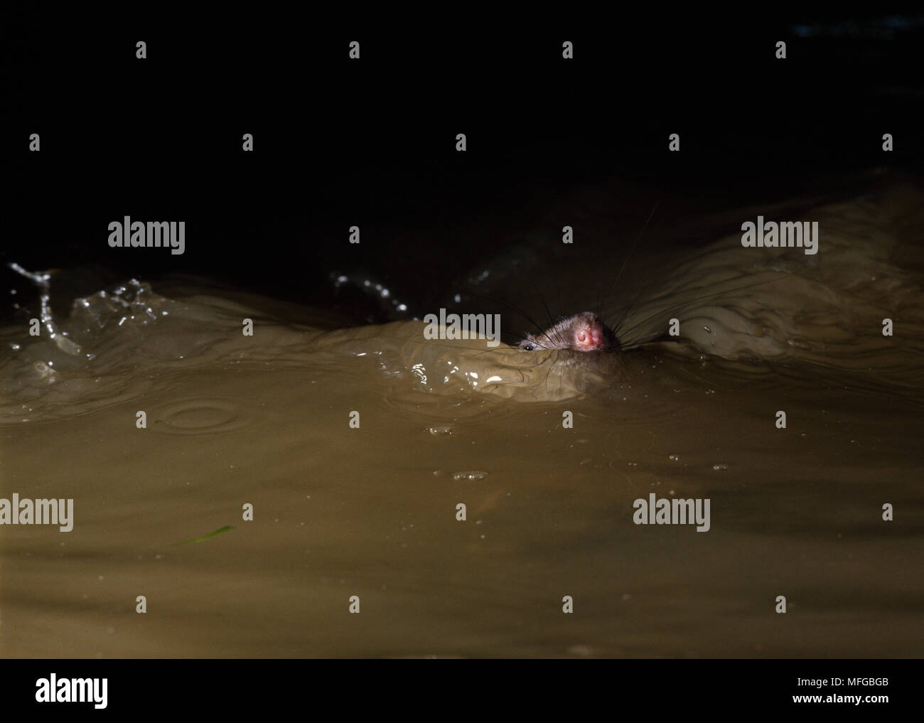 BROWN RAT Rattus norvegicus swimming in fast-flowing water Stock Photo ...