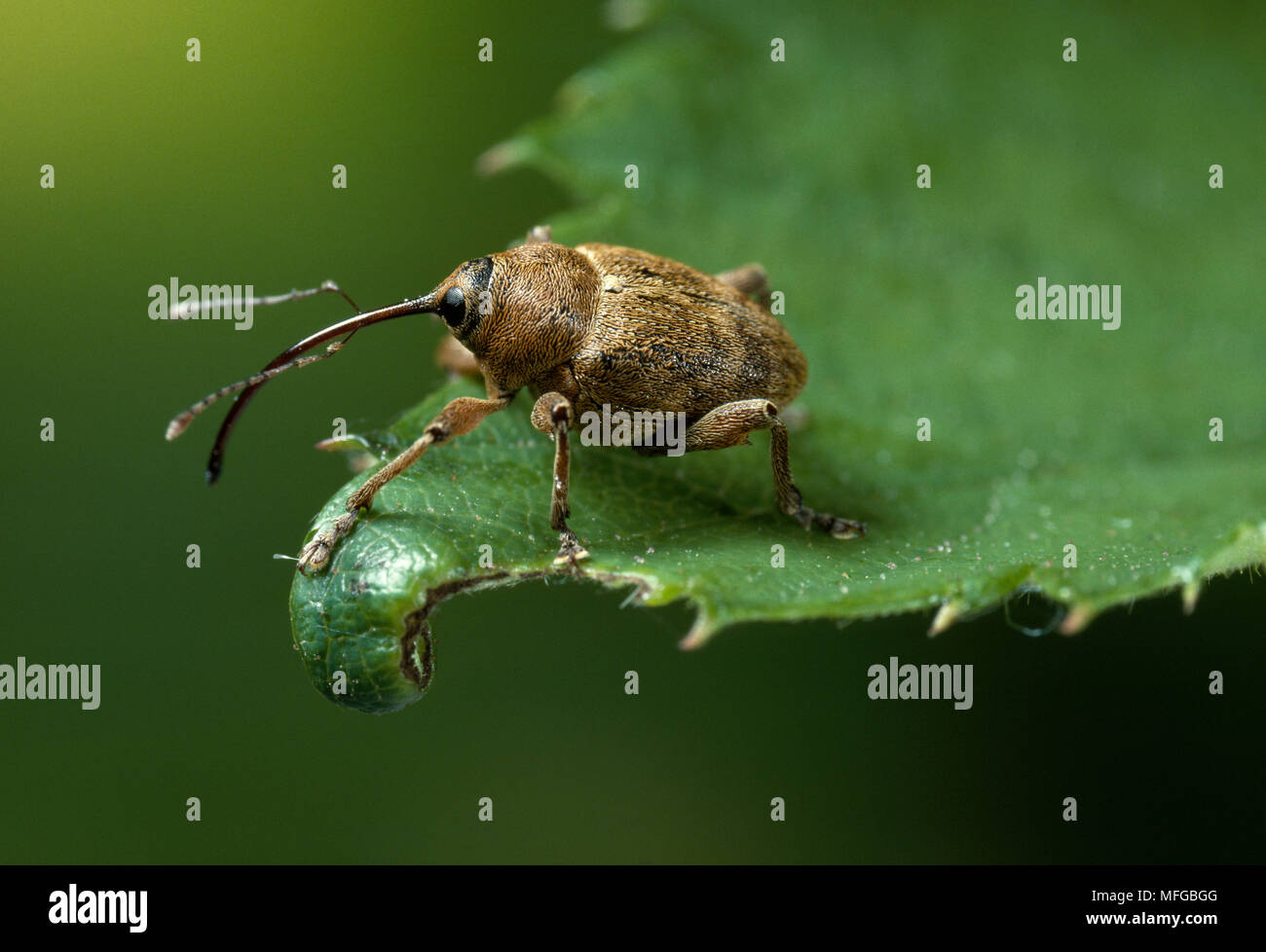 Nut weevil hi-res stock photography and images - Alamy