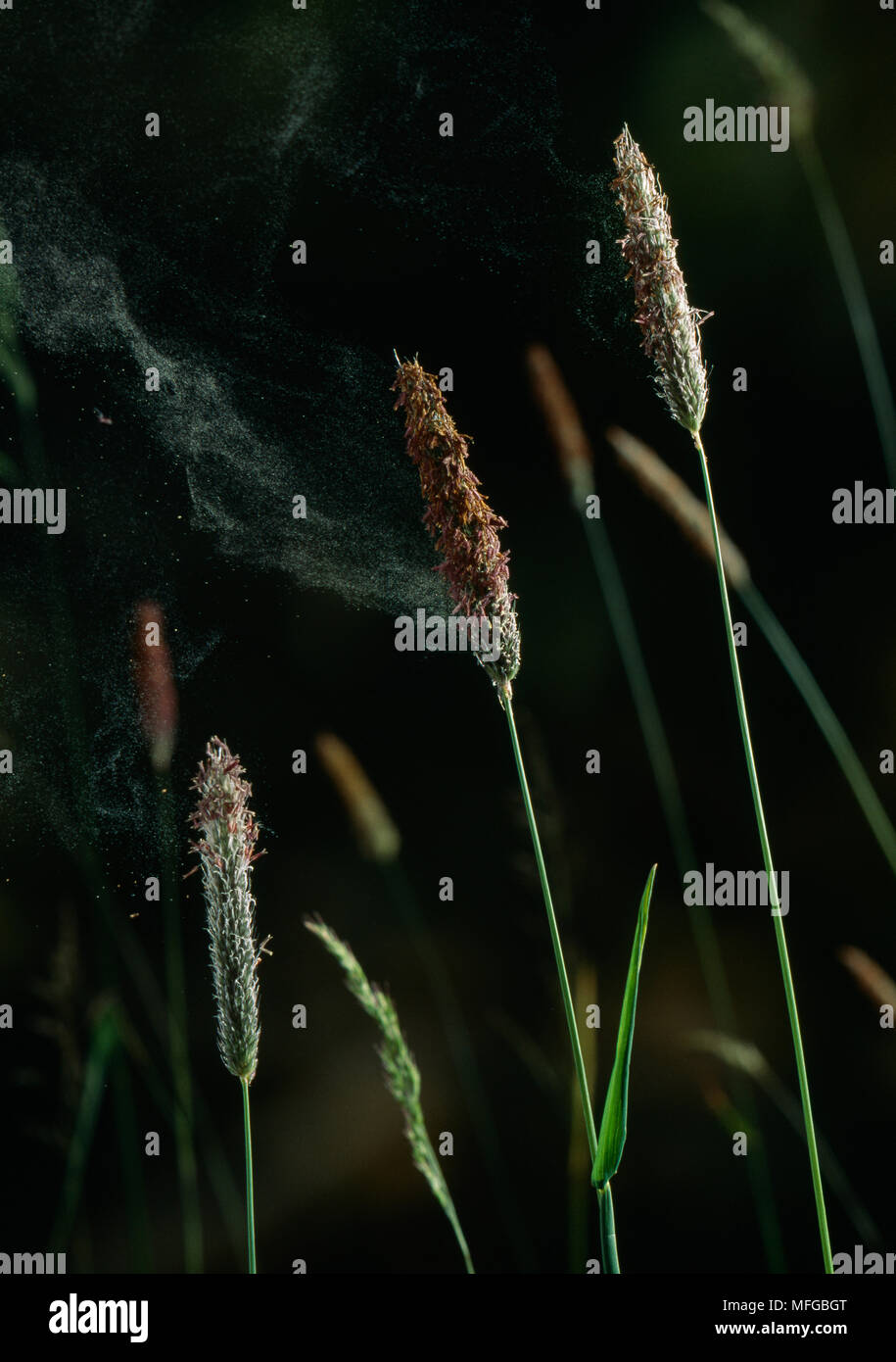 Common foxtail grass hi-res stock photography and images - Alamy