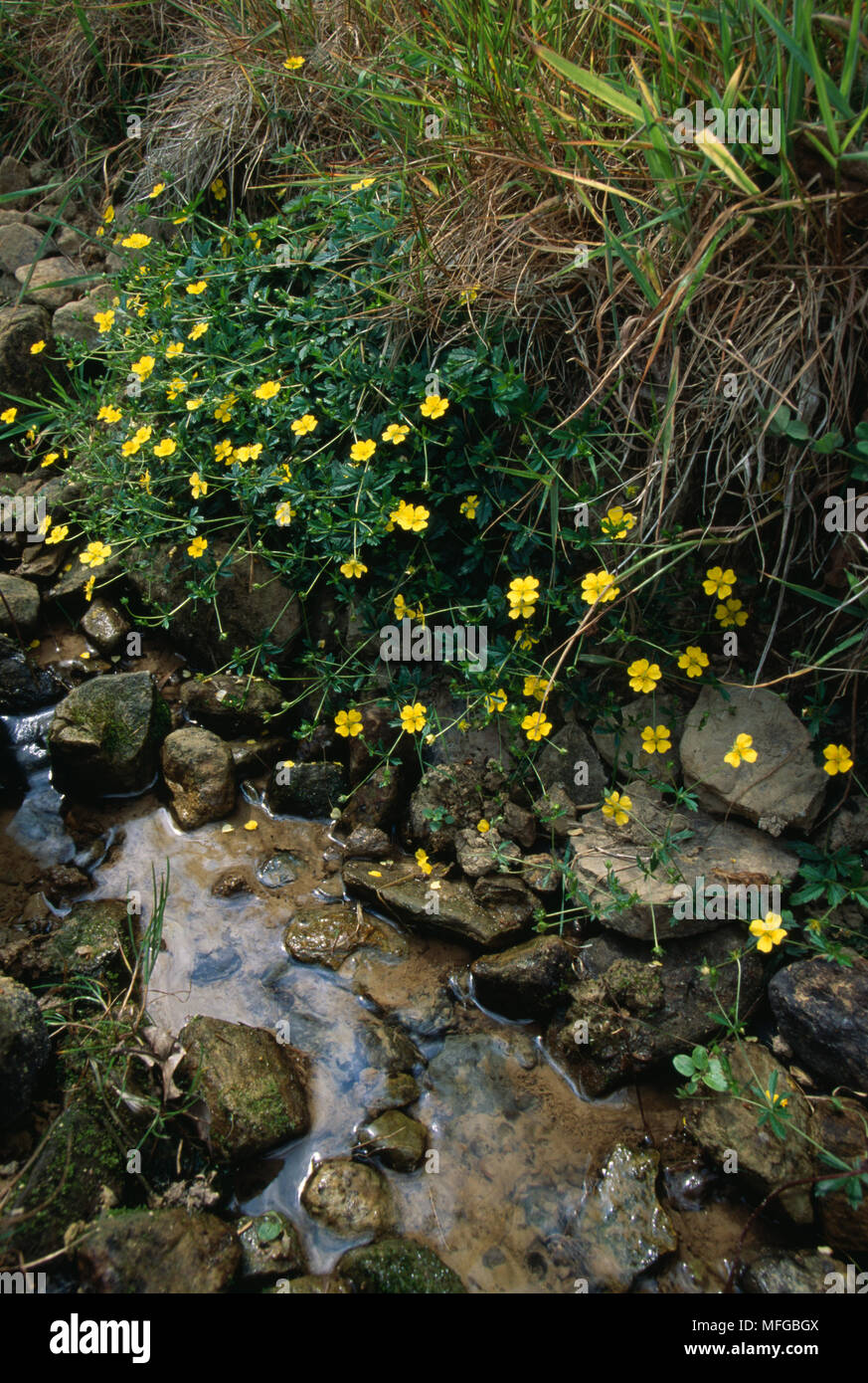 TORMENTIL in flower Potentilla erecta Fam. Rosaceae Stock Photo - Alamy