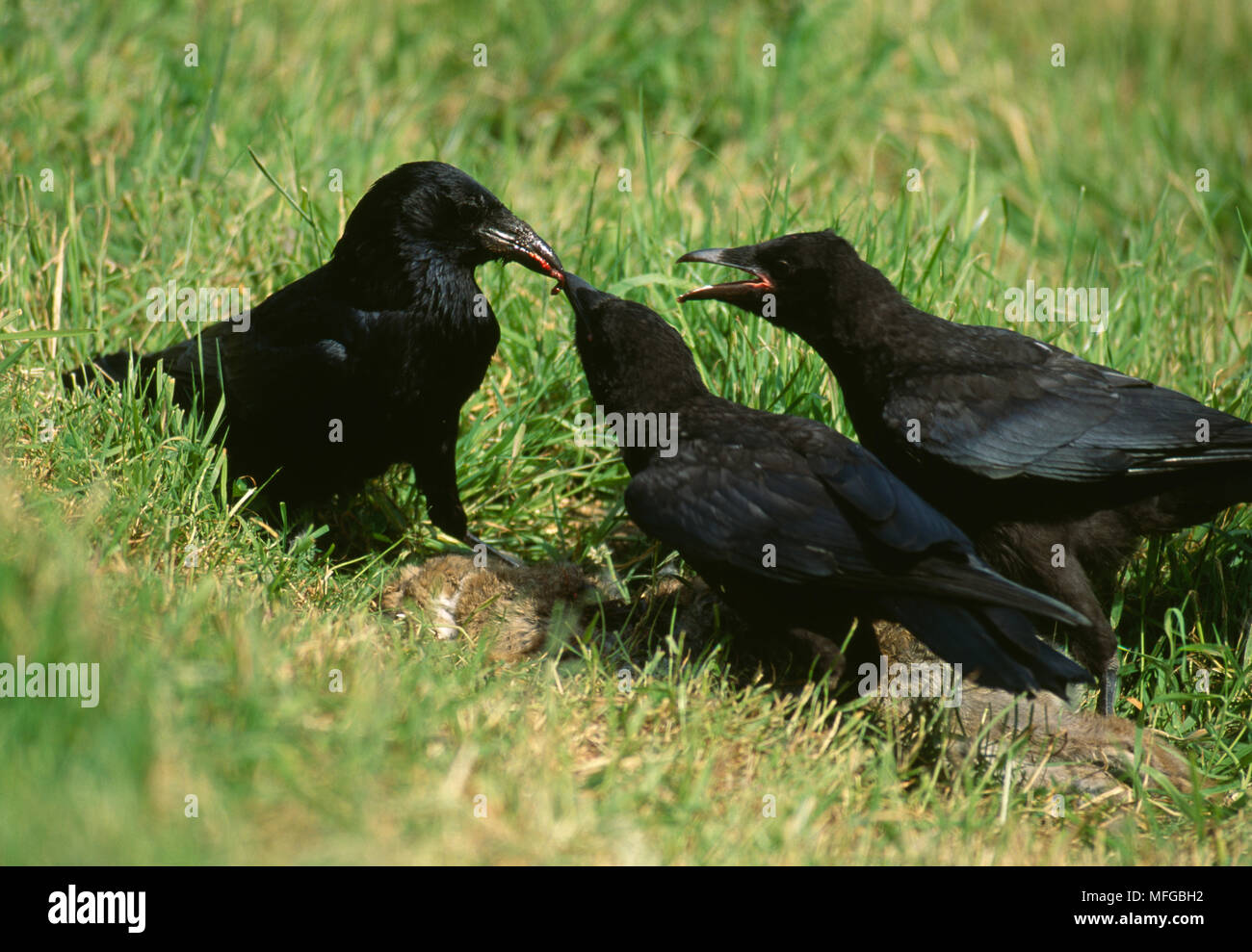 CARRION CROW Corvus corone feeding rabbit to juvenile Stock Photo - Alamy