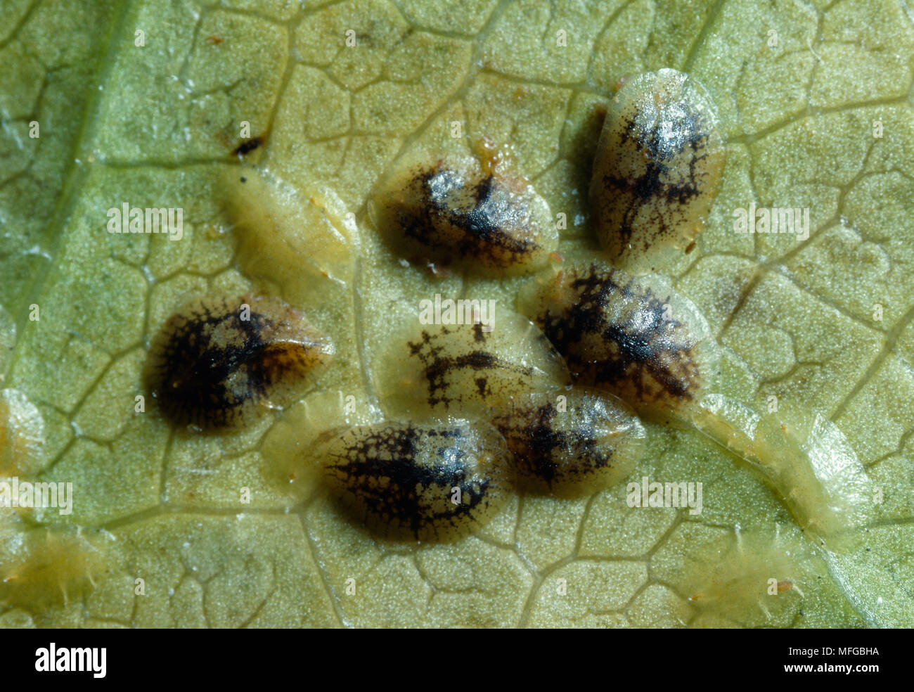 SCALE INSECTS on leaf Sub-order Homoptera Stock Photo - Alamy