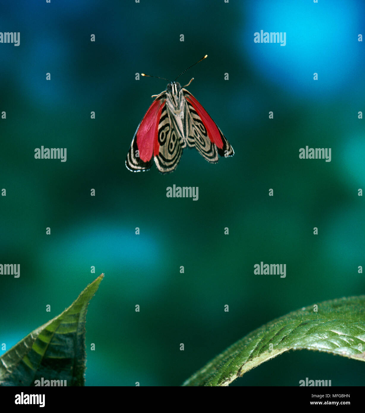 Eighty eight butterfly hi-res stock photography and images - Alamy