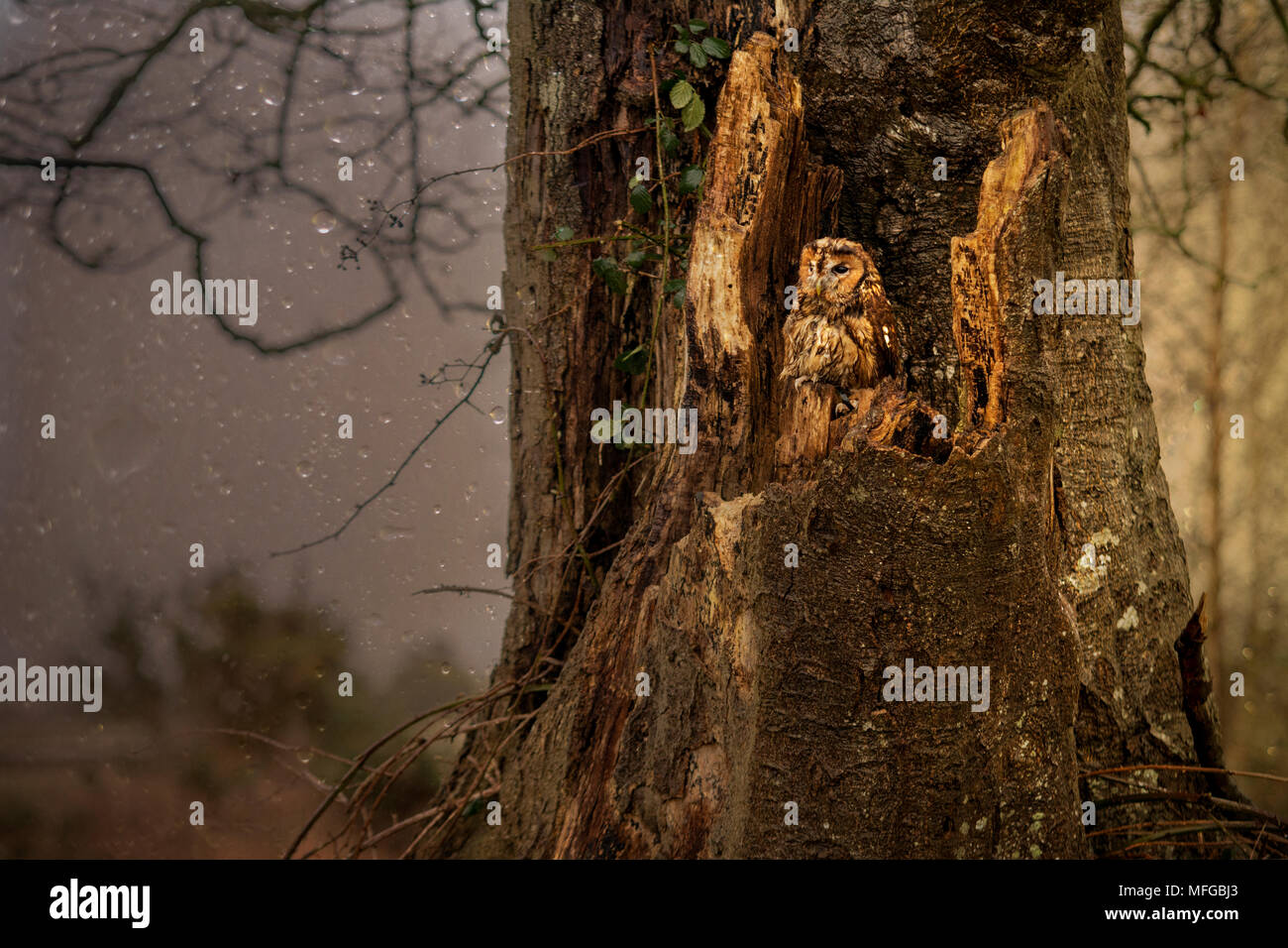 Tawny owl in the rain Stock Photo - Alamy