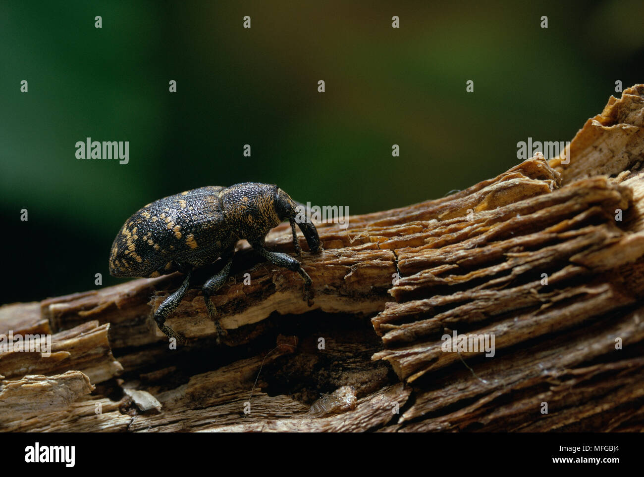 British weevils hi-res stock photography and images - Alamy