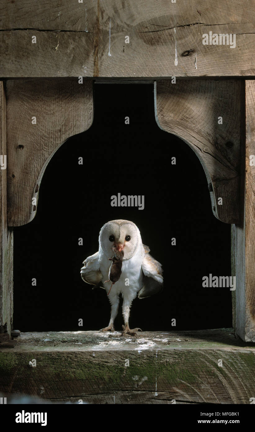 BARN OWL Tyto alba at entrance to bell tower carrying rodent prey for ...
