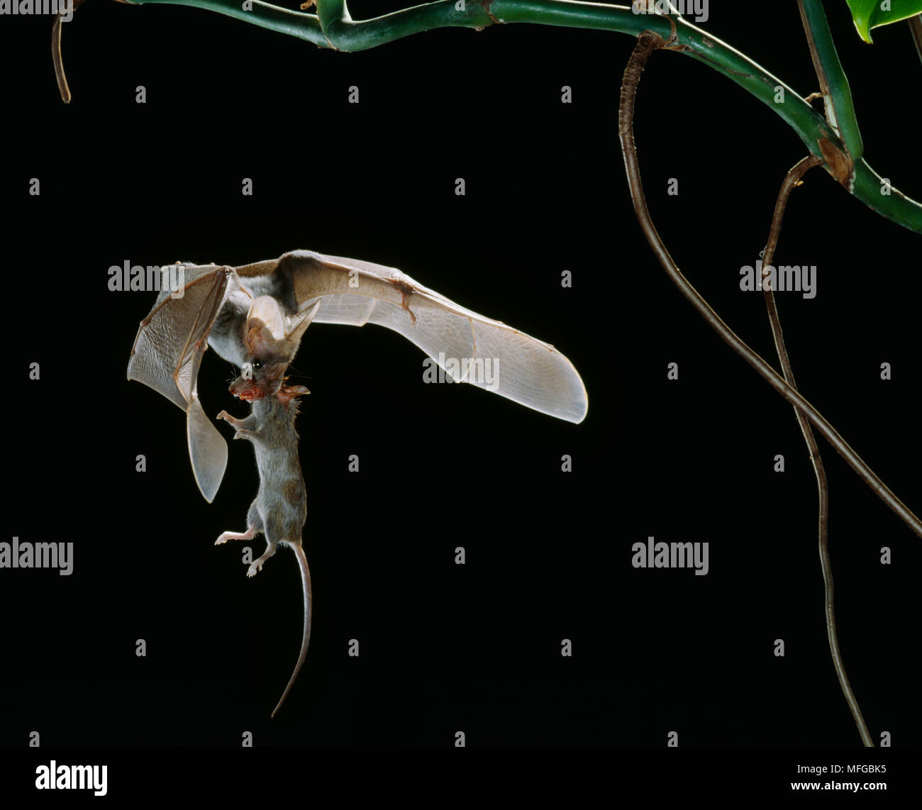 FALSE VAMPIRE in flight Megaderma lyra carrying rodent prey Occurs in ...