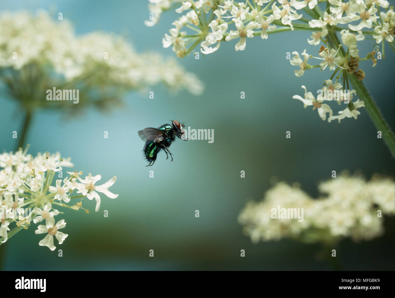 GREENBOTTLE FLY Lucilia sp. in flight. UK Stock Photo - Alamy