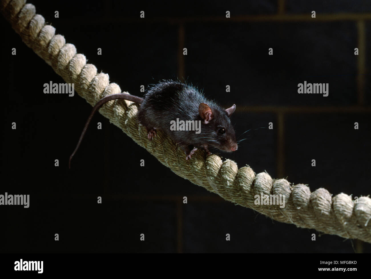 BLACK RAT on mooring rope Rattus rattus Stock Photo - Alamy