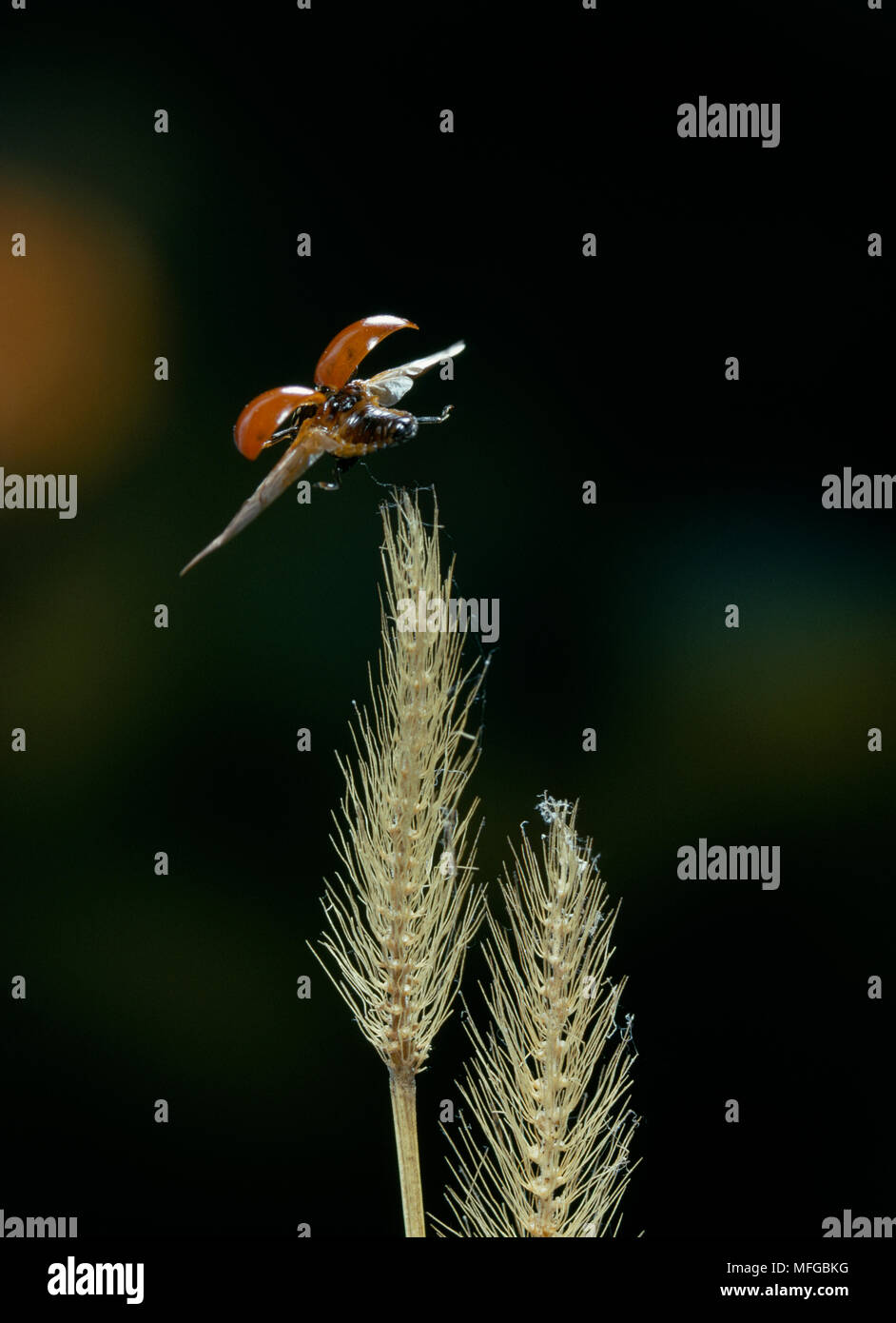 LADYBIRD taking off Coccinella sp. Florida, USA Stock Photo - Alamy
