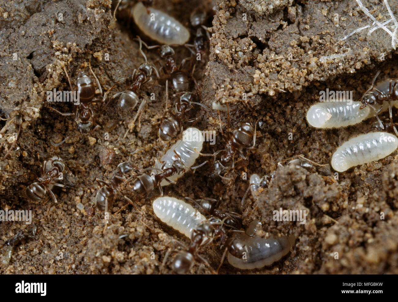 GARDEN ANTS with larvae Formica fusca Common in damp shady places Stock ...