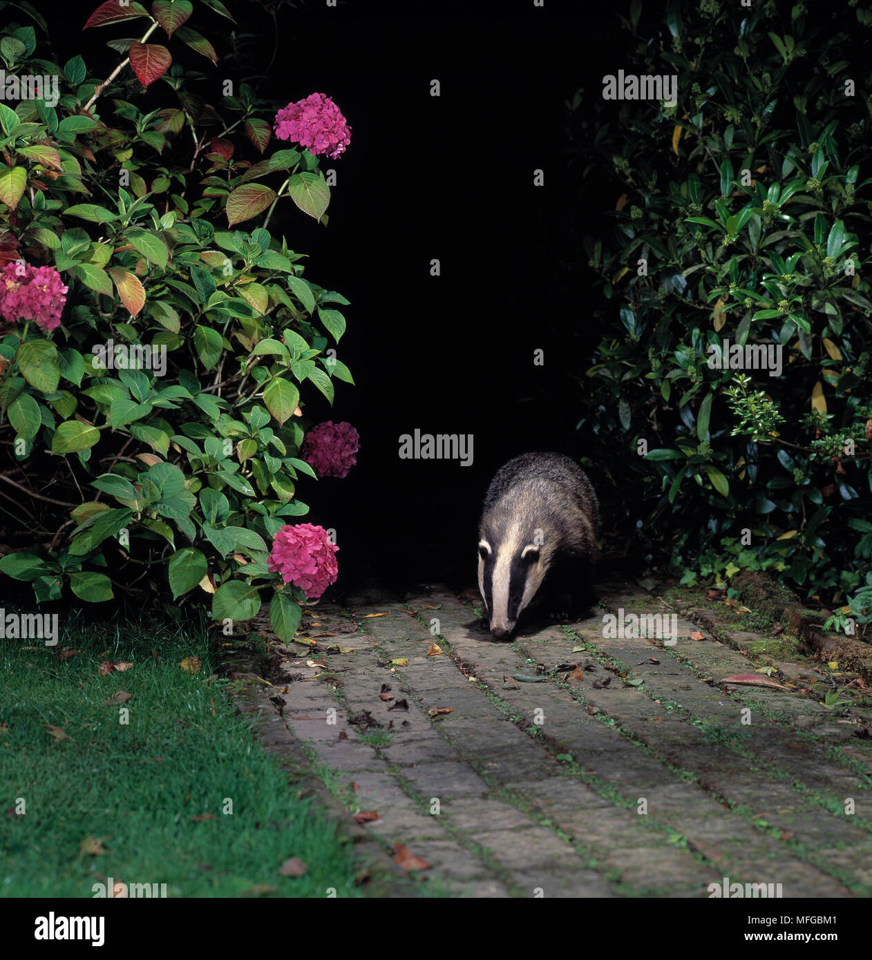 BADGER on garden path at nights Meles mele Stock Photo - Alamy