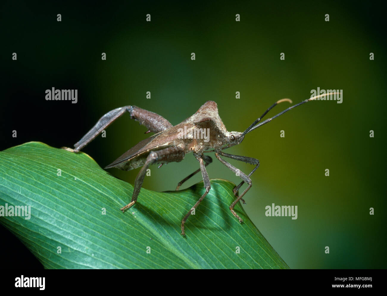 STINK BUG Acanthocephala sp. Venezuela, South America Stock Photo - Alamy