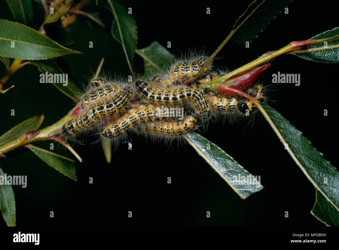 Buff tip moth larvae hi-res stock photography and images - Alamy