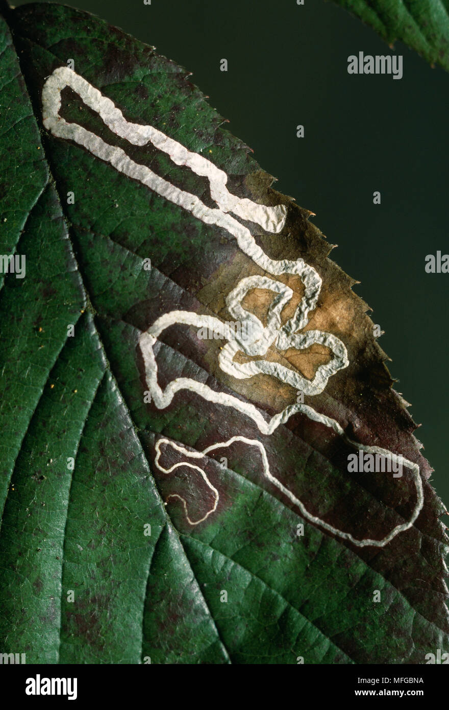 LEAF MINER MOTH larval trails in bramble leaf caused by burrowing ...