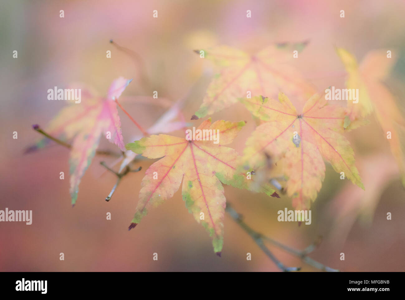 Autumn leaves pink shades in Arboretum Stock Photo - Alamy