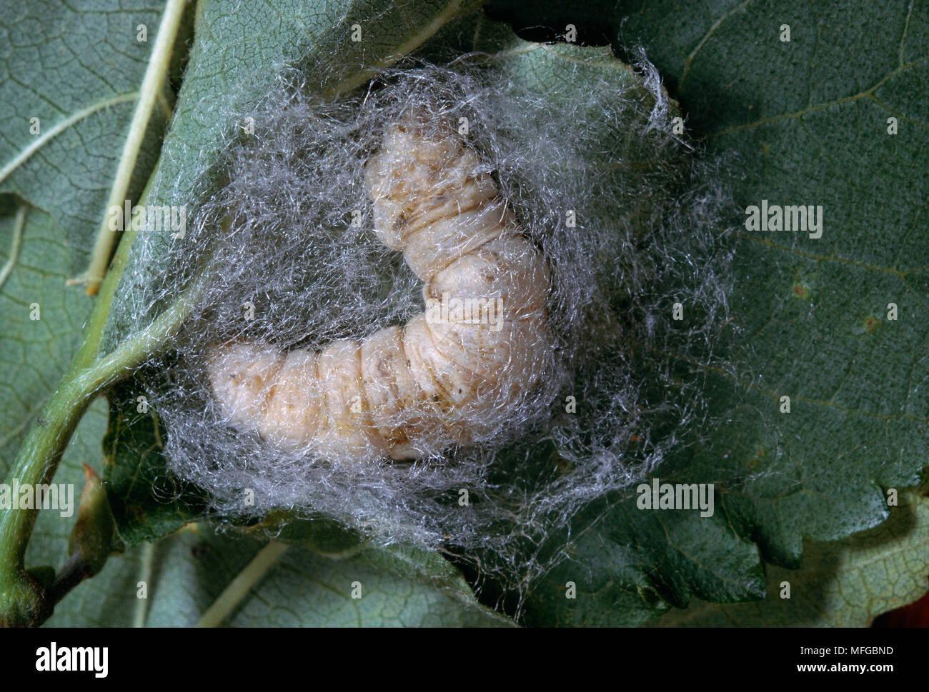Silkworm Spinning Cocoon
