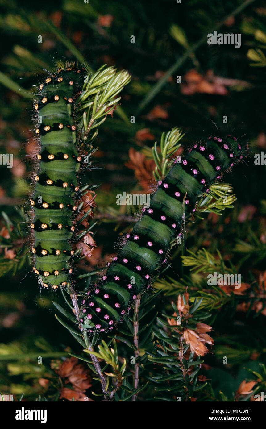 EMPEROR MOTH larvae Saturnia pavonia yellow & pink forms Stock Photo ...