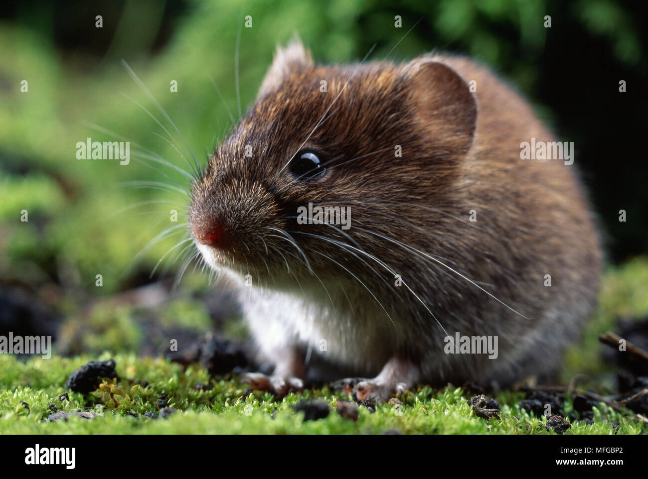 Bank Voles Uk Stock Photos & Bank Voles Uk Stock Images - Alamy