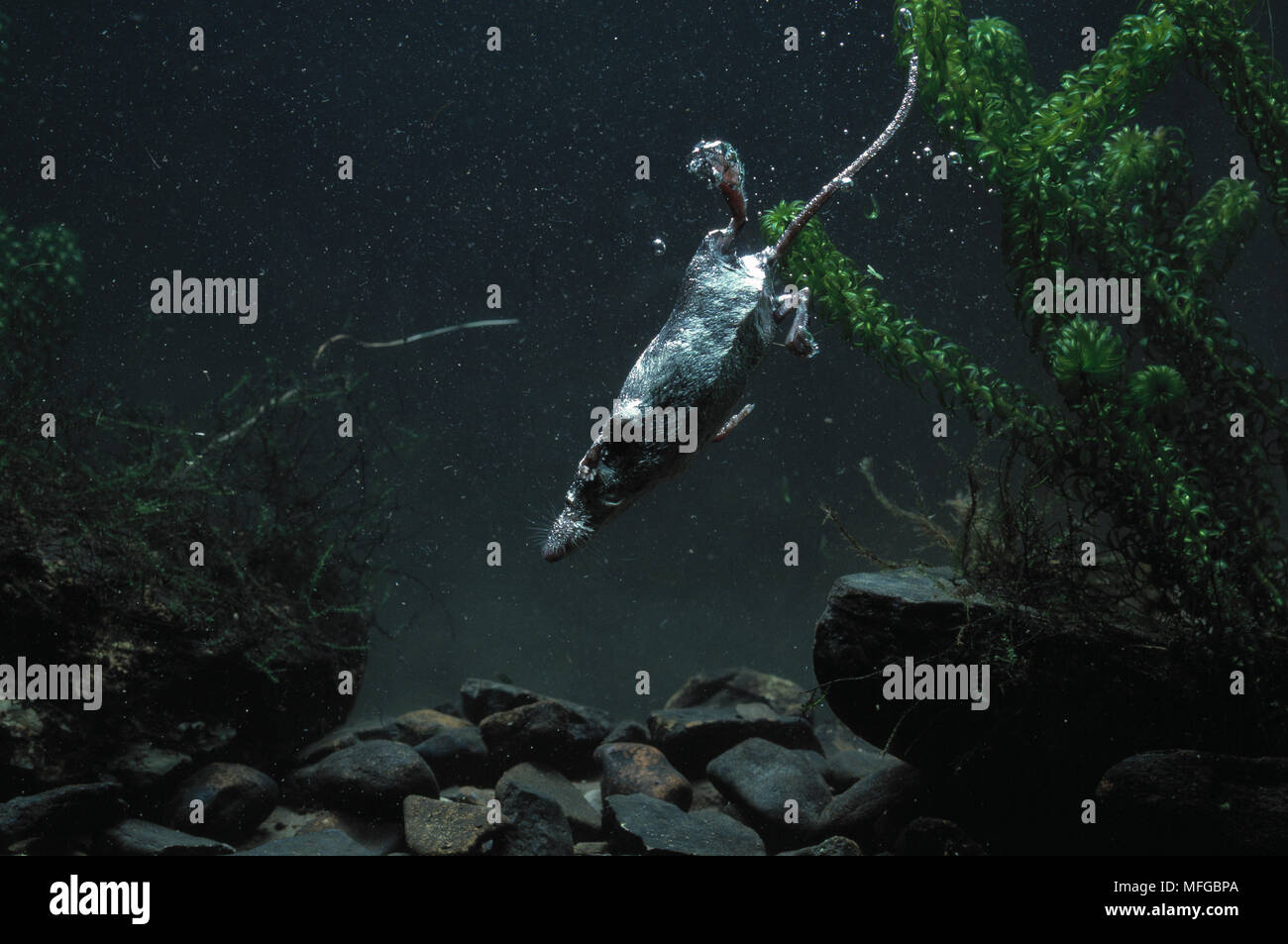 WATER SHREW diving Neomys fodiens Stock Photo - Alamy