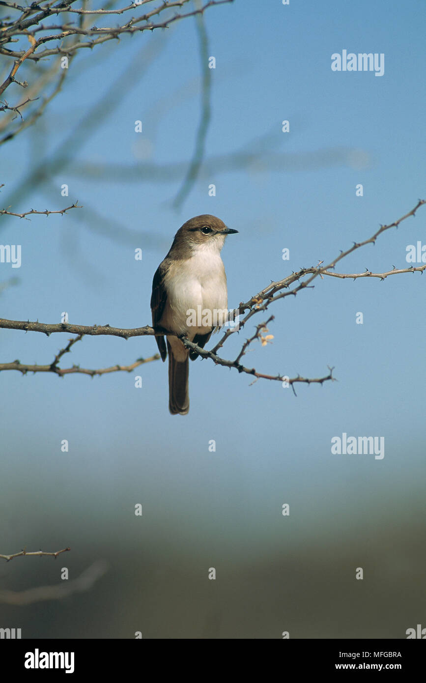 MARICO FLYCATCHER on branch Bradornis mariquensis Kalahari Gemsbok ...