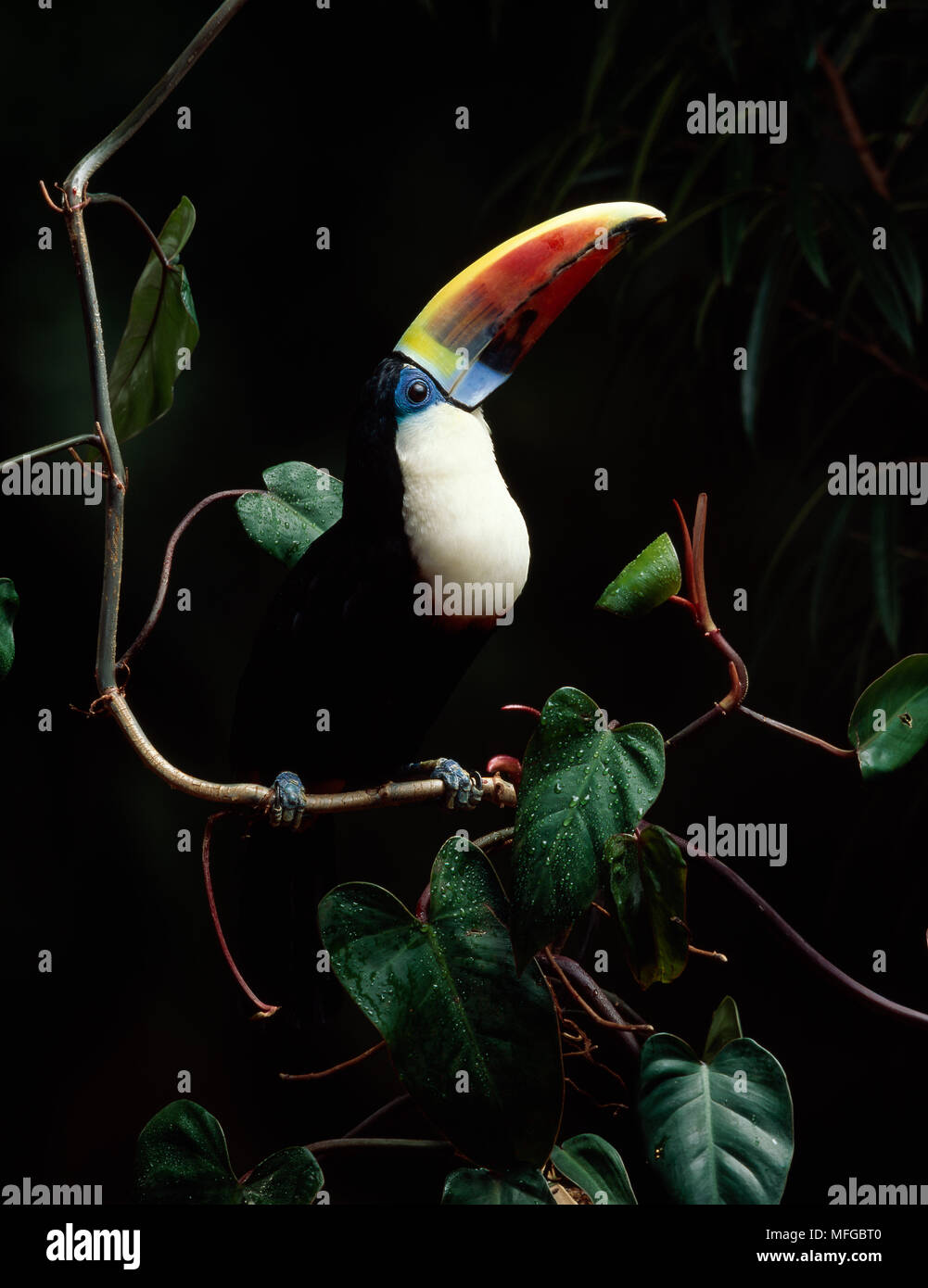 RED-BILLED TOUCAN Ramphastos tucanus perched on branch Stock Photo - Alamy