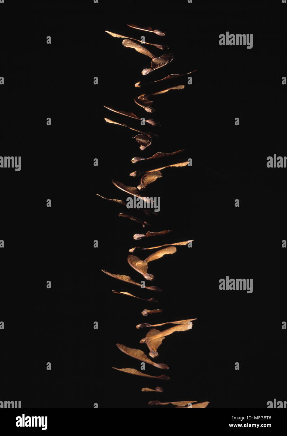 Sycamore seeds falling hi-res stock photography and images - Alamy