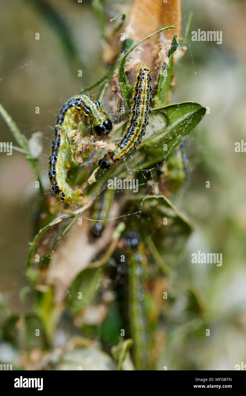 Close up of green caterpillars on a branch, larva of the box tree moth ...
