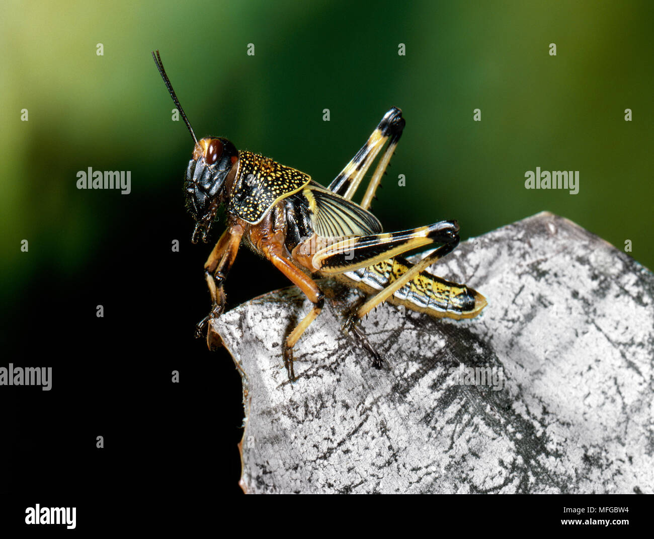 Desert locust hopper hi-res stock photography and images - Alamy