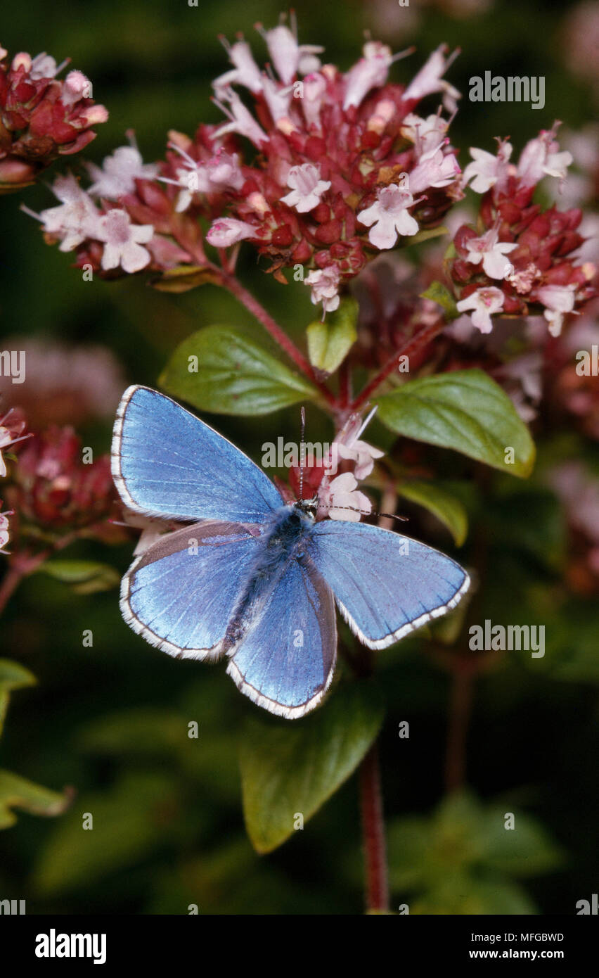 ADONIS BLUE BUTTERFLY (Lysandra bellargus) at rest on flower, wings ...