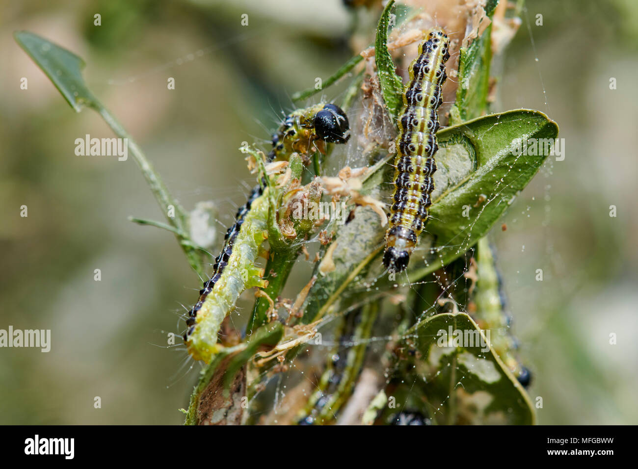 Close up of green caterpillars on a branch, larva of the box tree moth ...
